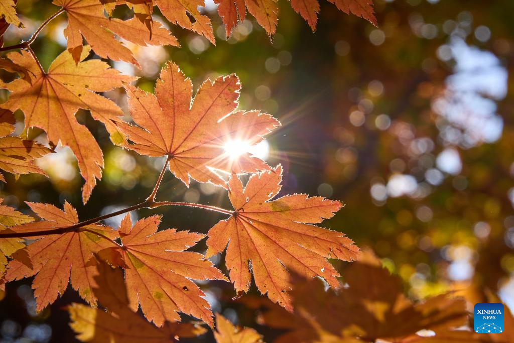 Autumn scenery of forest in Vladivostok, Russia-Xinhua