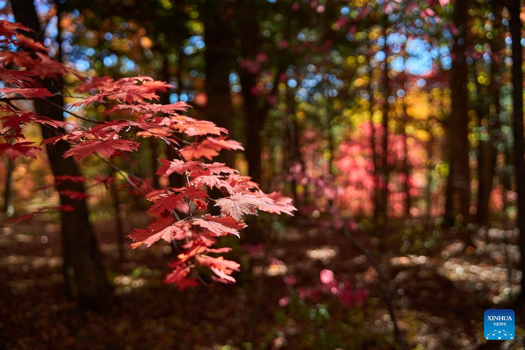 Autumn scenery of forest in Vladivostok, Russia-Xinhua
