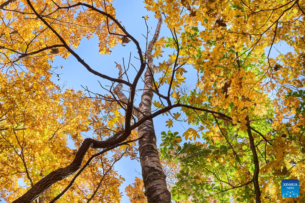 Autumn scenery of forest in Vladivostok, Russia-Xinhua