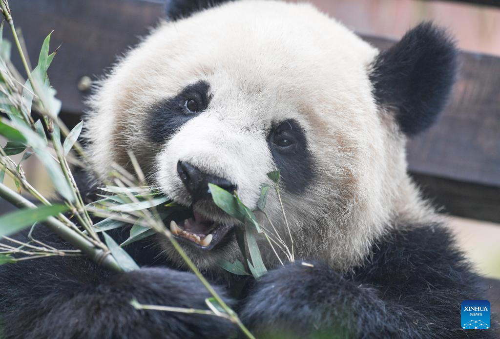4 giant pandas meet public at Locajoy animal theme park in Chongqing-Xinhua