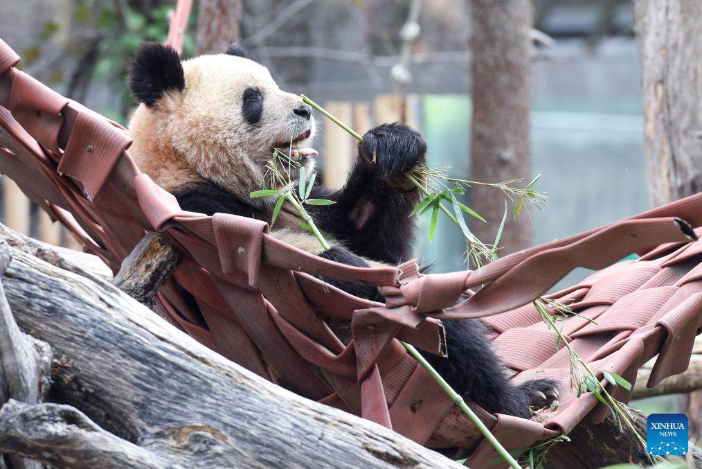 Spain says goodbye to panda family, awaits new pair from China-Xinhua