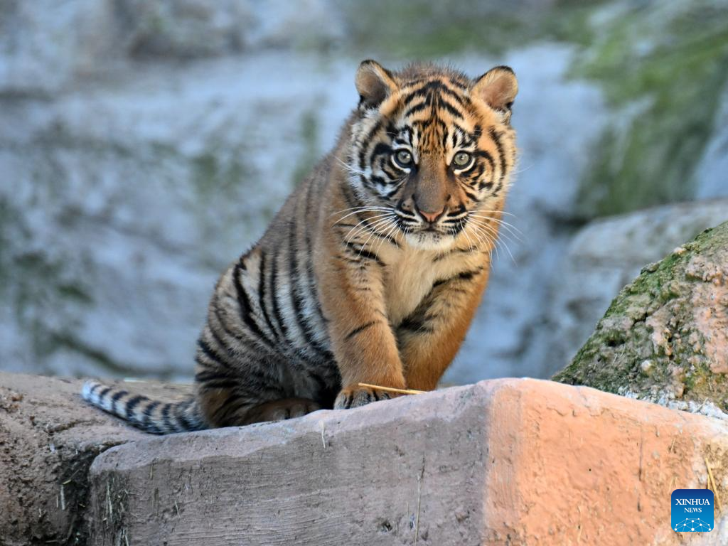 Three months old female tiger cub makes public debut in Rome-Xinhua