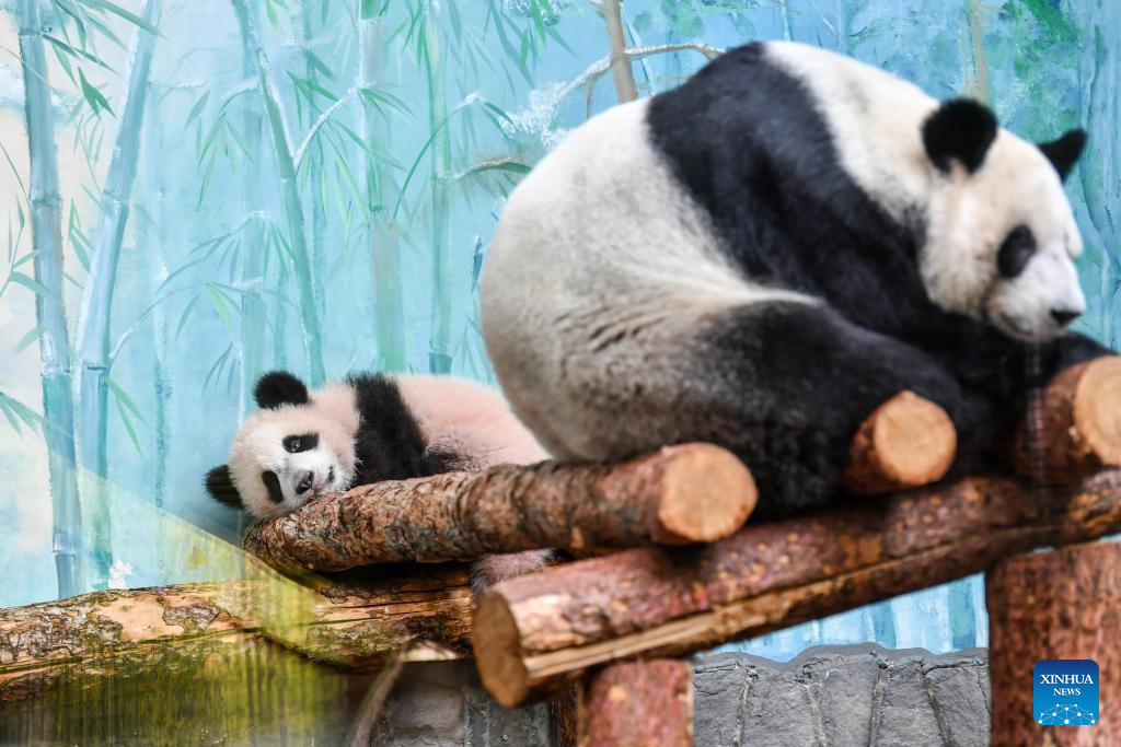 Russia's first giant panda cub makes public debut at Moscow Zoo-Xinhua