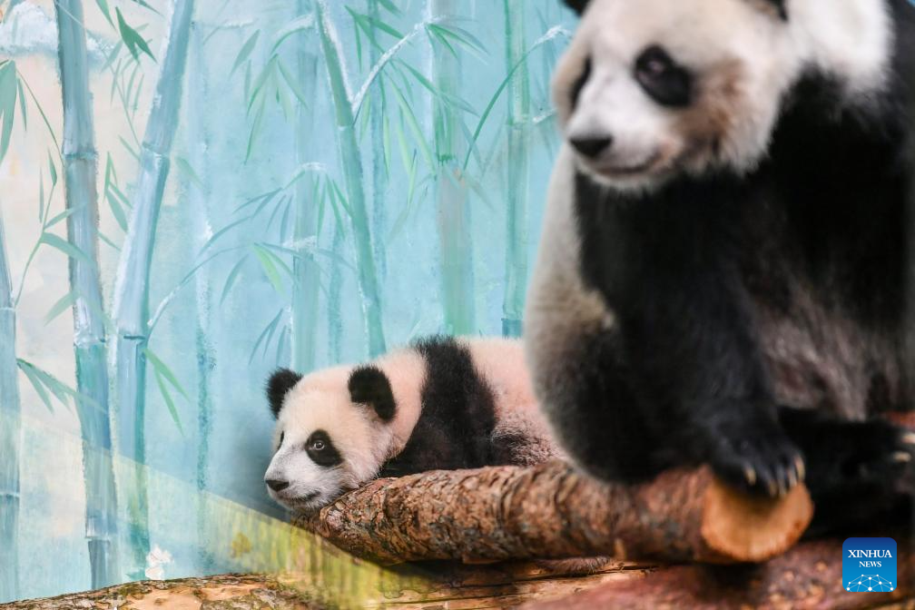 Russia's first giant panda cub makes public debut at Moscow Zoo-Xinhua