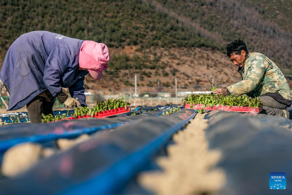 Villagers work on plateau farm in Shangri-la-Xinhua