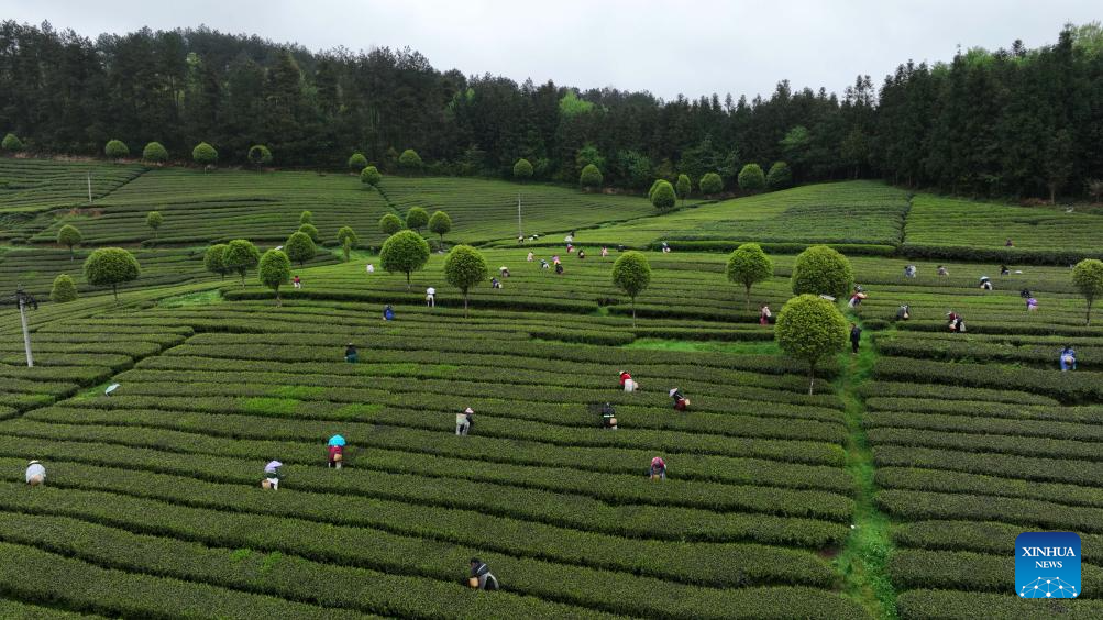 Farmers busy with harvesting, processing spring tea in SW China's ...