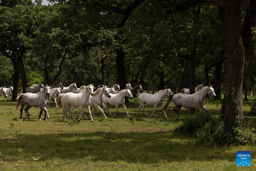 Lipica stud farm in Slovenia celebrates 444th anniversary-Xinhua