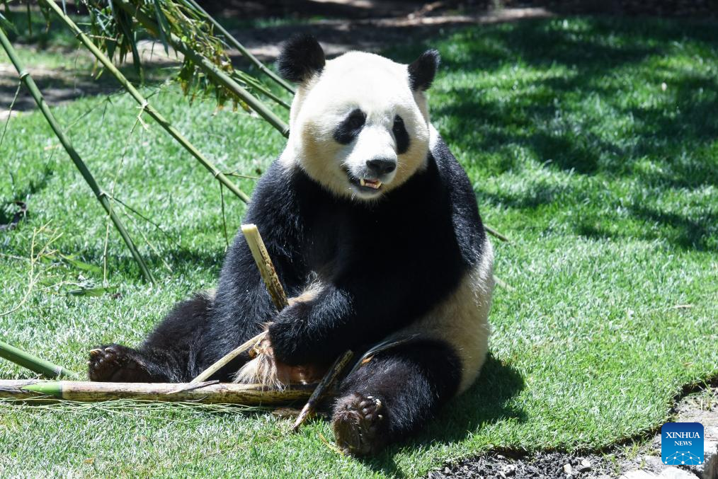 Feature: New giant panda couple makes debut in Spain-Xinhua