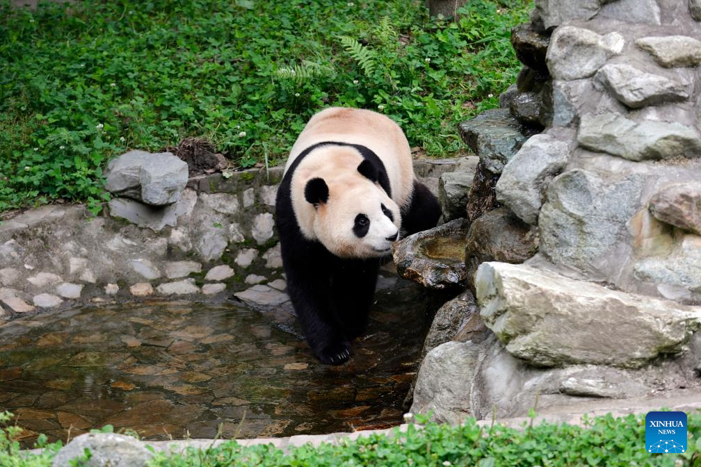 Giant panda star Fu Bao greets the public in southwest China-Xinhua