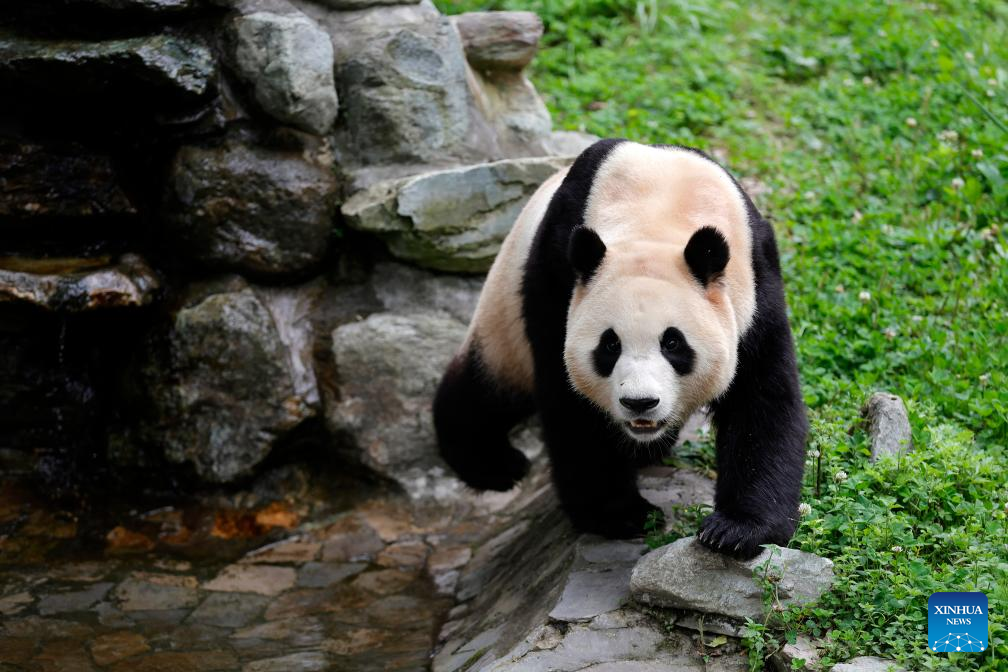 Giant panda star Fu Bao greets the public in southwest China-Xinhua