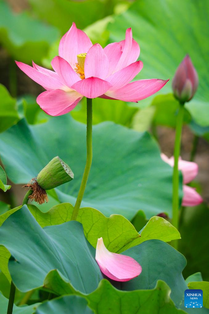 In pics: lotus flowers across China-Xinhua