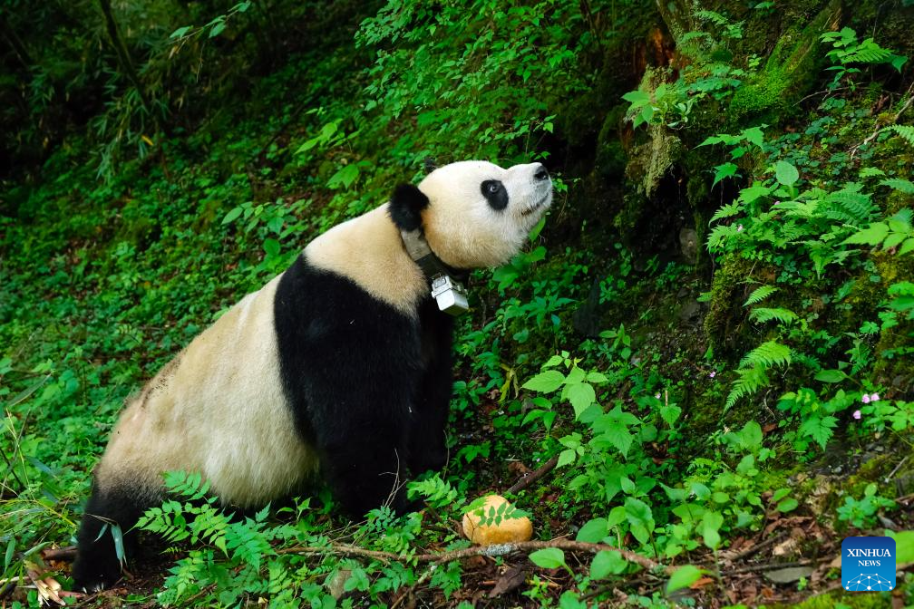 China makes significant progress in panda conservation-Xinhua