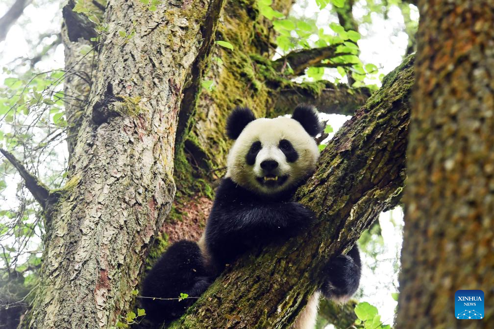 China makes significant progress in panda conservation-Xinhua