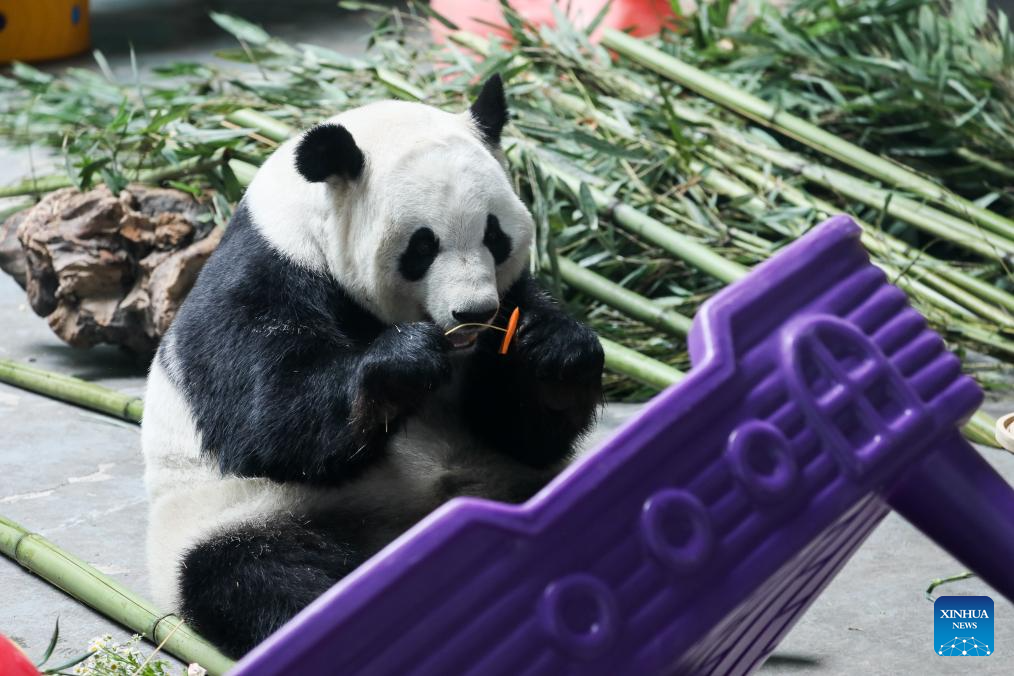 Birthdays of giant pandas Shuangxin, Hexing celebrated in China's ...