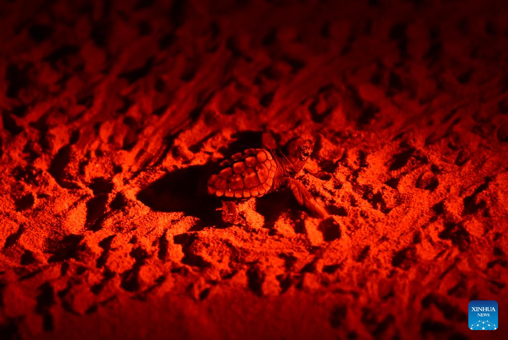 Over 30 turtles hatch out at Golden Bay in Mellieha, Malta-Xinhua