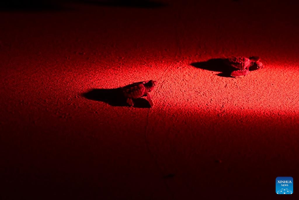 Over 30 turtles hatch out at Golden Bay in Mellieha, Malta-Xinhua