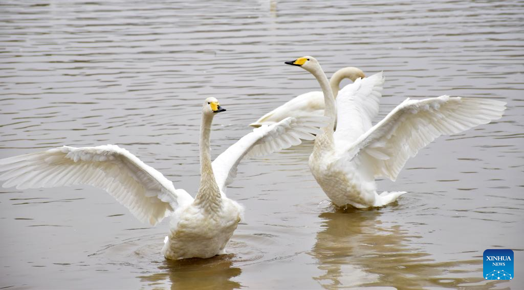 Migratory swans fly to Yellow River wetland in central China's ...