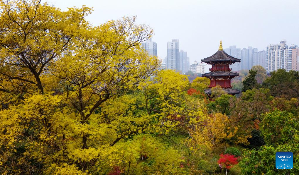 Autumn scenery in Xi'an, NW China's Shaanxi-Xinhua