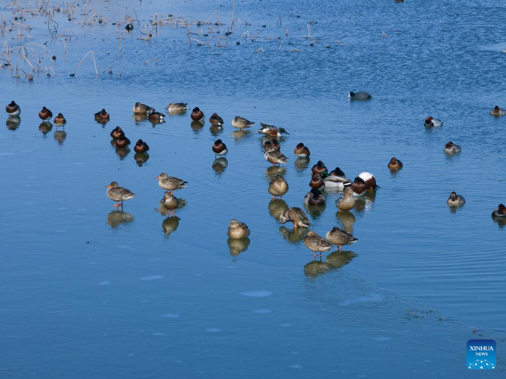 Critically-endangered ducks spotted in N China nature reserve-Xinhua