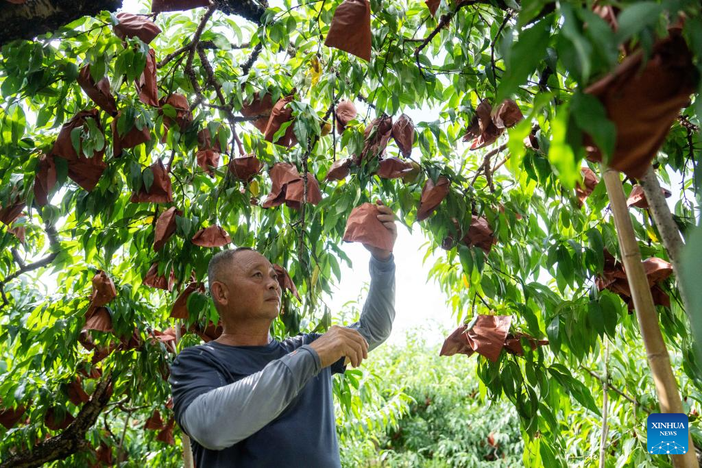 Yellow peaches enter harvest season in Yanling County, Hunan-Xinhua