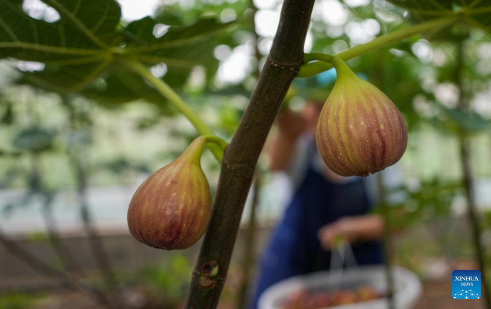 Figs enter harvest season in Xintai, China's Shandong-Xinhua