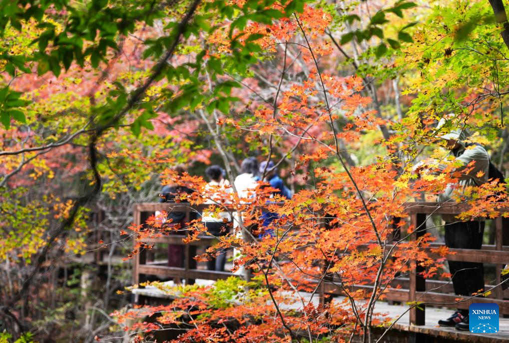 Maple leaves brighten autumn scenery in Benxi, NE China's Liaoning-Xinhua