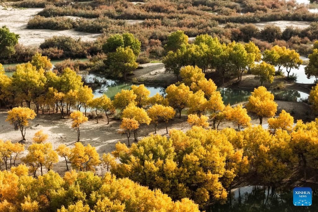 Scenery of populus euphratica forests in Hotan County, China's Xinjiang ...