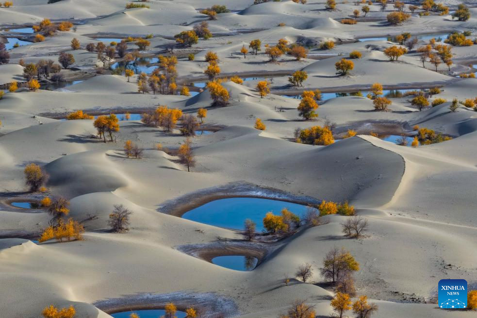Scenery of populus euphratica forests in Hotan County, China's Xinjiang ...
