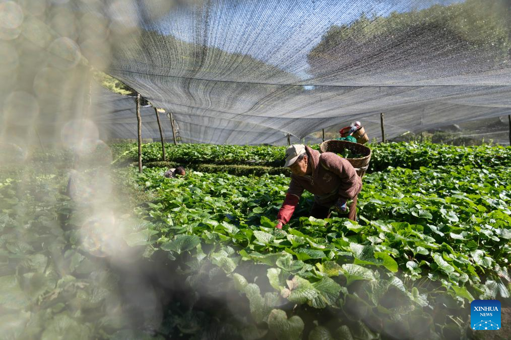 Baoshan City promotes standardized and large-scale planting of wasabi ...