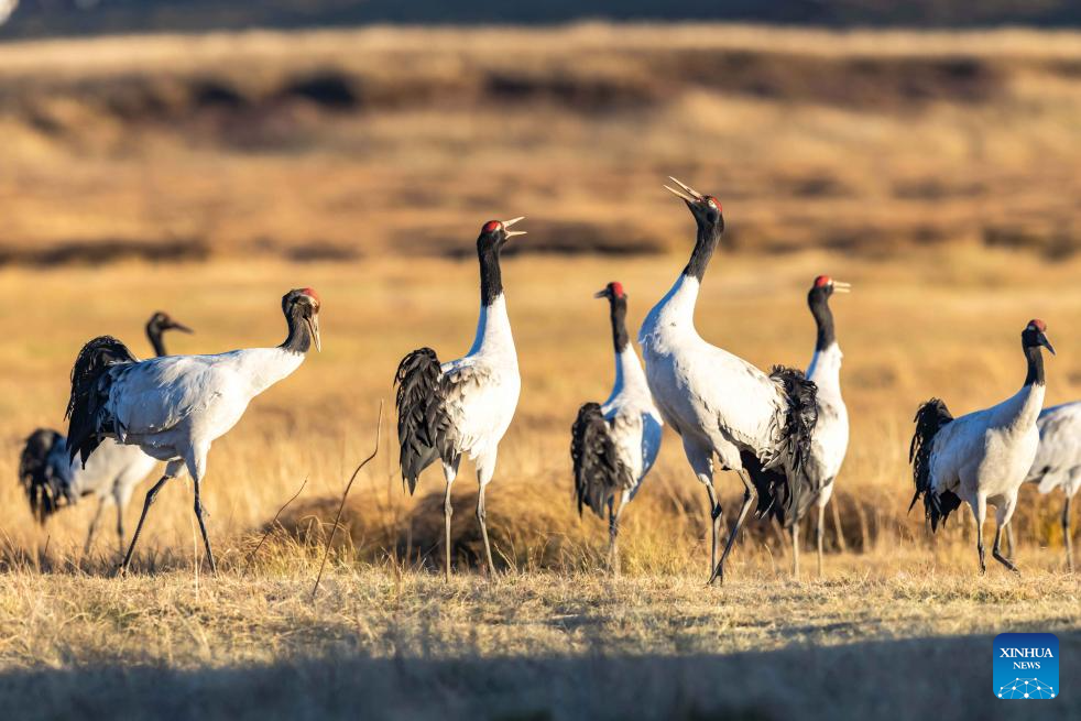 In pics: black-necked cranes in Yunnan Dashanbao National Nature ...