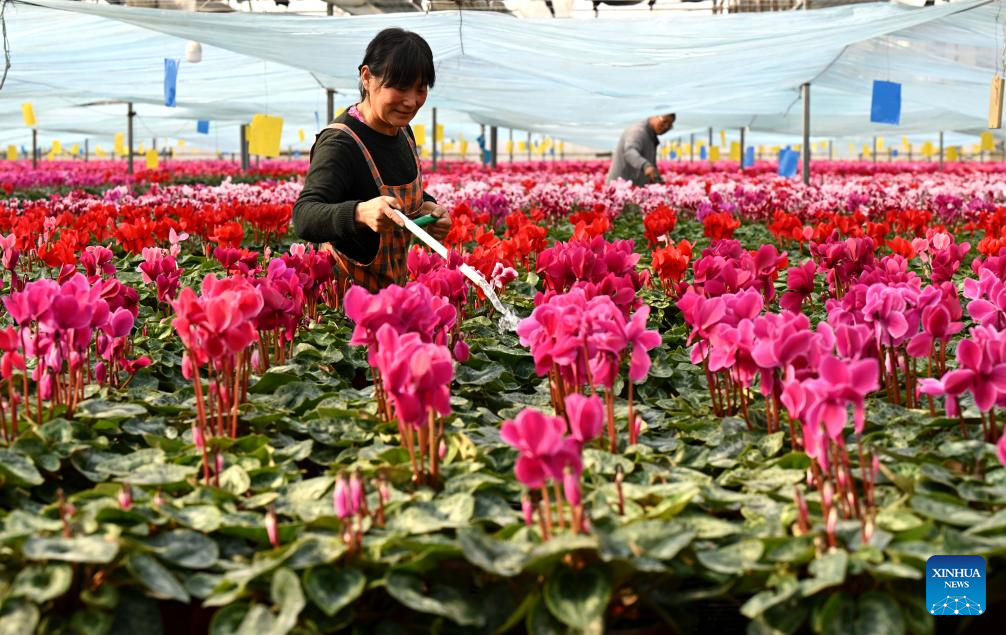 In pics: flower plants of various kinds bloom at flower base in Hebei ...