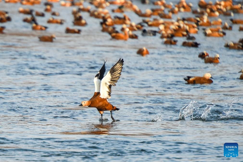 Pic story of two generations of bird guardians in China's Jilin-Xinhua