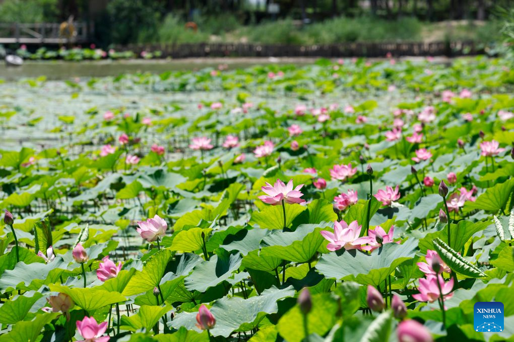 Scenery of lotus flowers at wetland park in NW China's Yinchuan-Xinhua