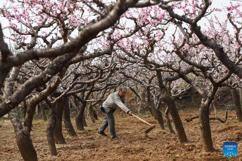 Farming activities in full swing across China-Xinhua