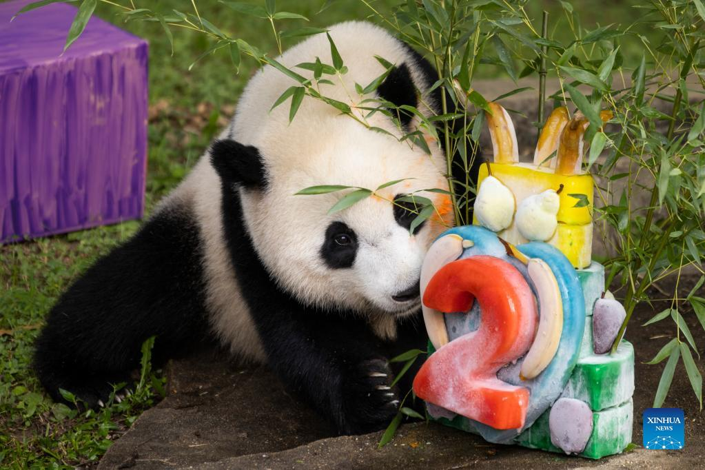 Giant panda cub Xiao Qi Ji celebrates 2nd birthday in U.S.-Xinhua