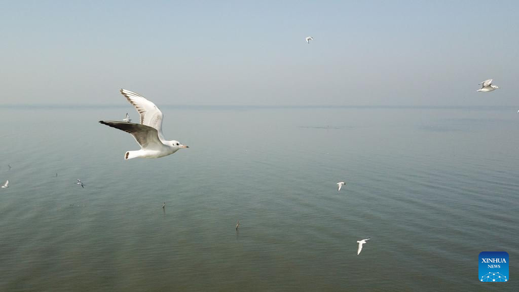 Hefei City strengthens protection of wetlands around Chaohu Lake in ...