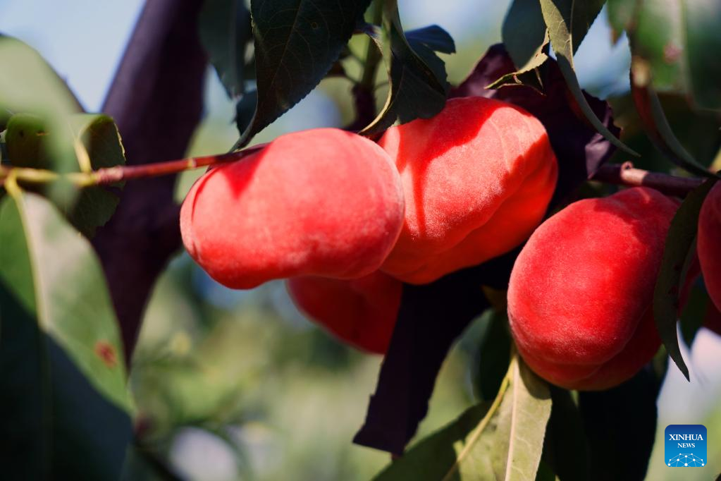 Across China: E-commerce brings peachy life for Beijing's peach farmers ...