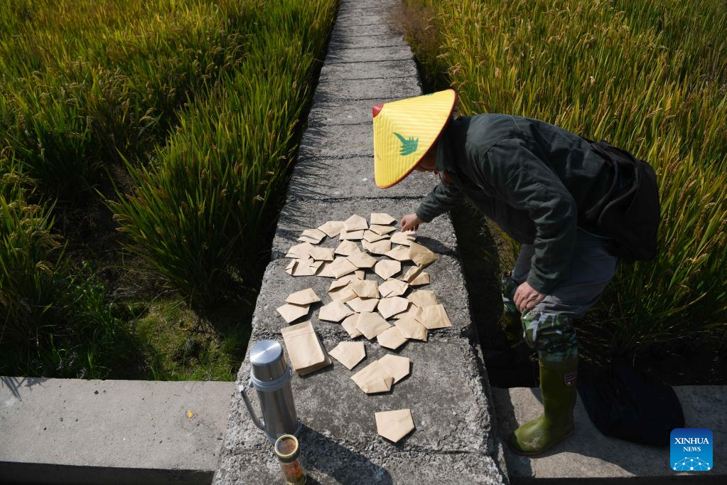 In pics: demonstration test paddy in E China's Anhui-Xinhua
