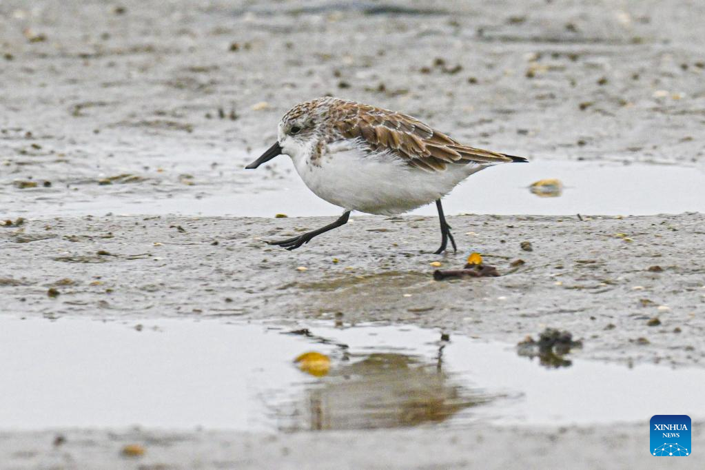 Spoon-billed sandpipers seen in Danzhou, S China's Hainan-Xinhua