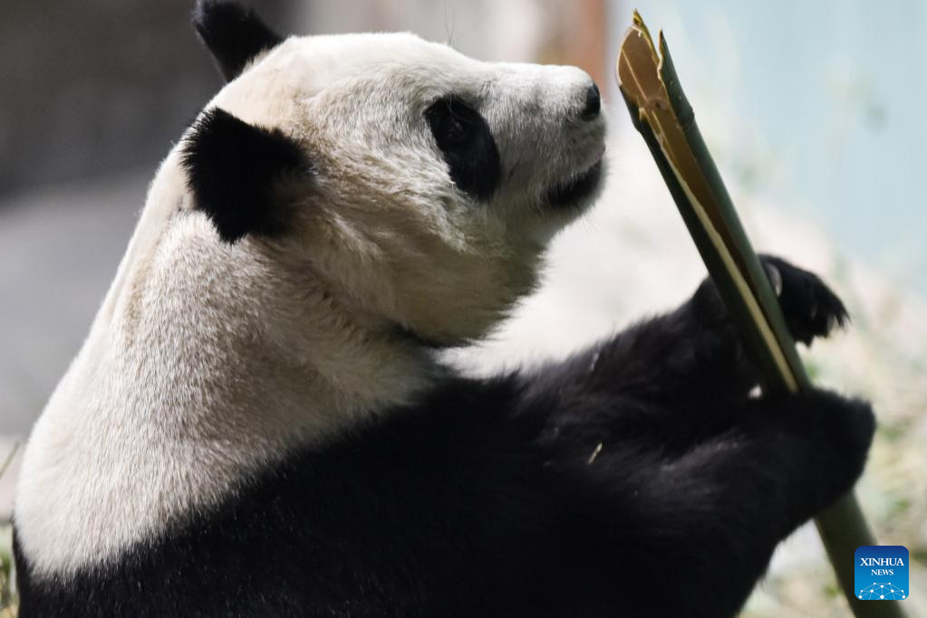 Giant panda seen in Xining, NW China's Qinghai-Xinhua