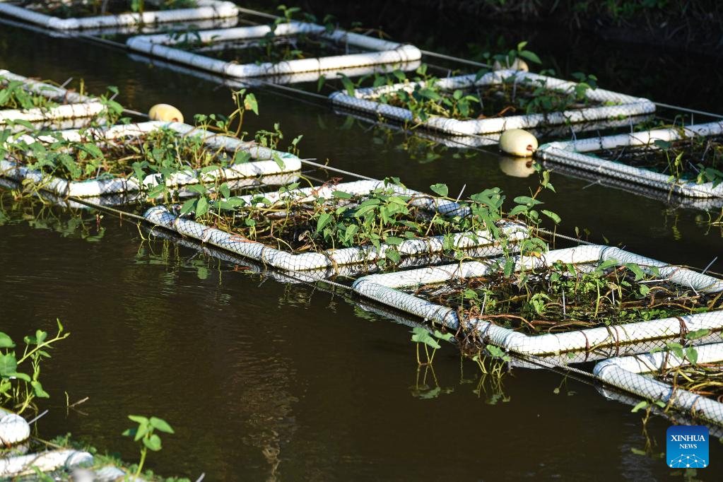 Artificial floating islands installed on tributaries of rivers to help ...