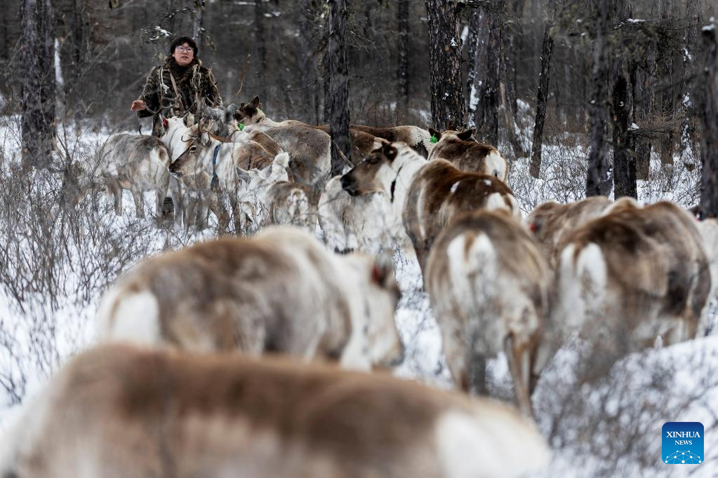 Pic story: life of reindeer herder of Ewenki ethnic group in N China's ...