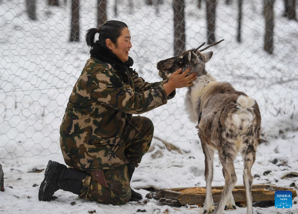 Pic story: life of reindeer herder of Ewenki ethnic group in N China's ...