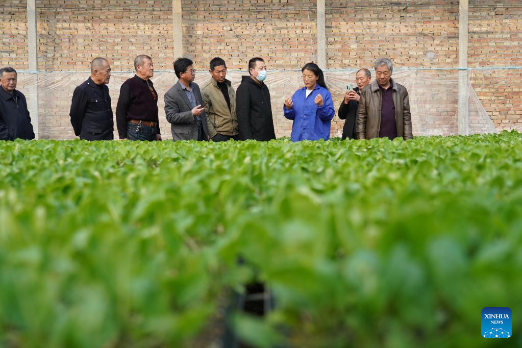 Pic story: female agricultural entrepreneur devoted to vegetables ...