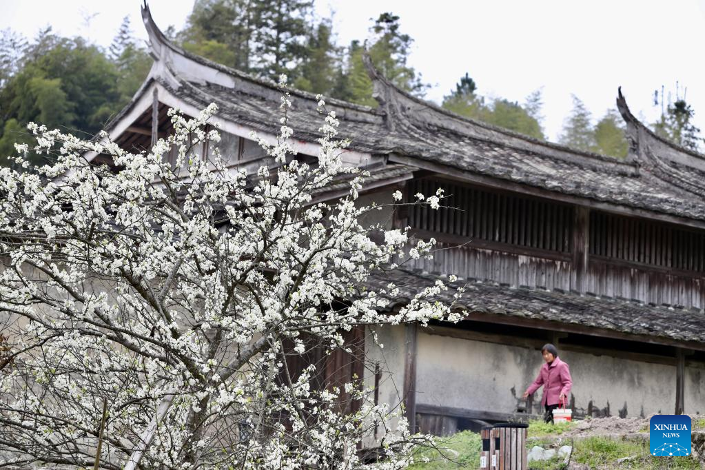 Ancient villages attract tourists as plum trees in blossom in Yongtai ...