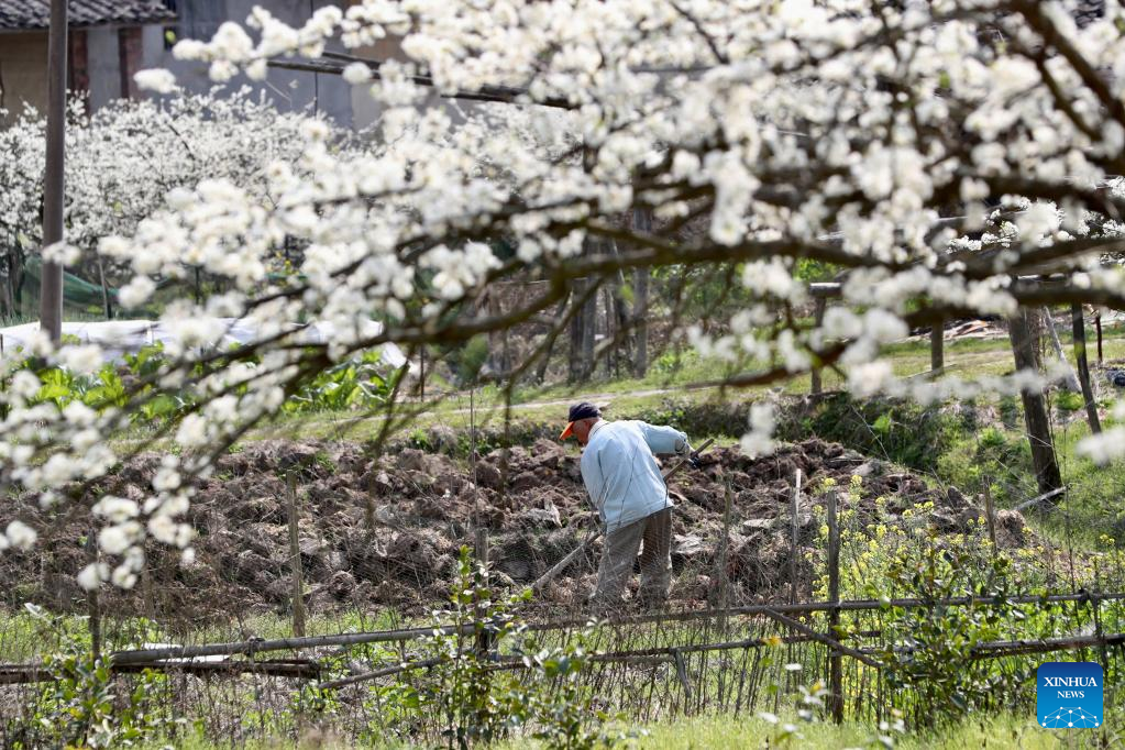 Ancient villages attract tourists as plum trees in blossom in Yongtai ...