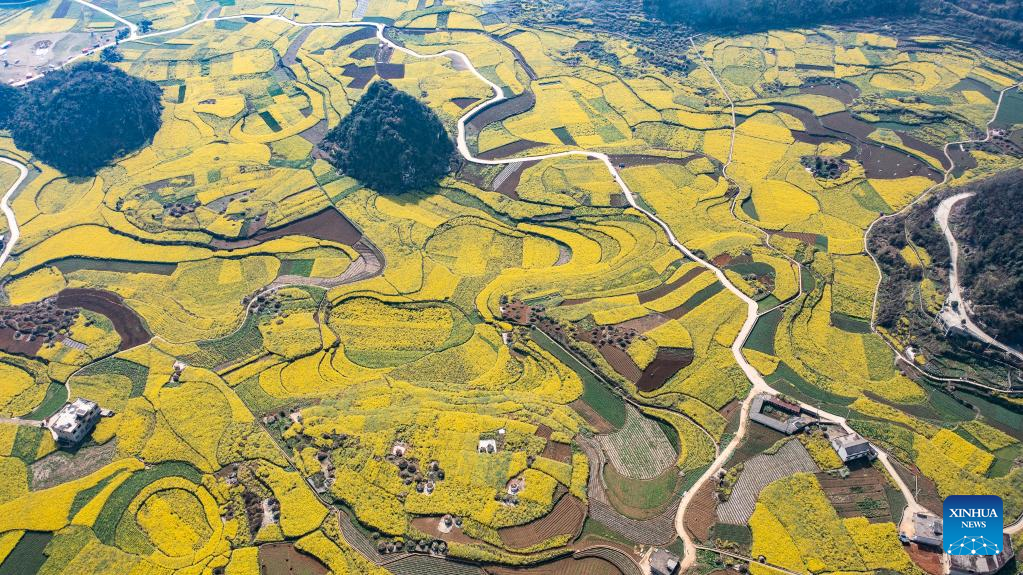 Scenery of cole flower fields in SW China-Xinhua