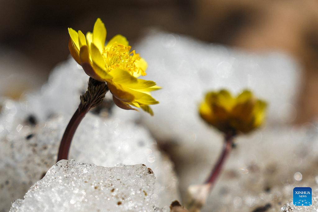 In pics: blooming adonis amurensis in Changchun, NE China's Jilin-Xinhua