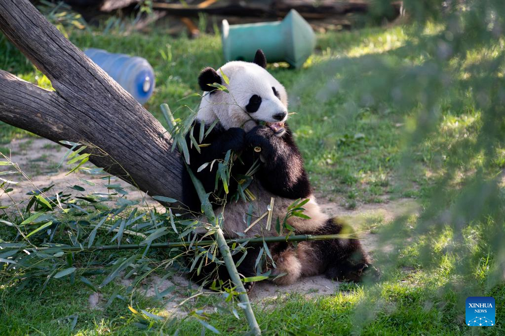 Giant pandas at U.S. Smithsonian's National Zoo all healthy, Chinese, U ...