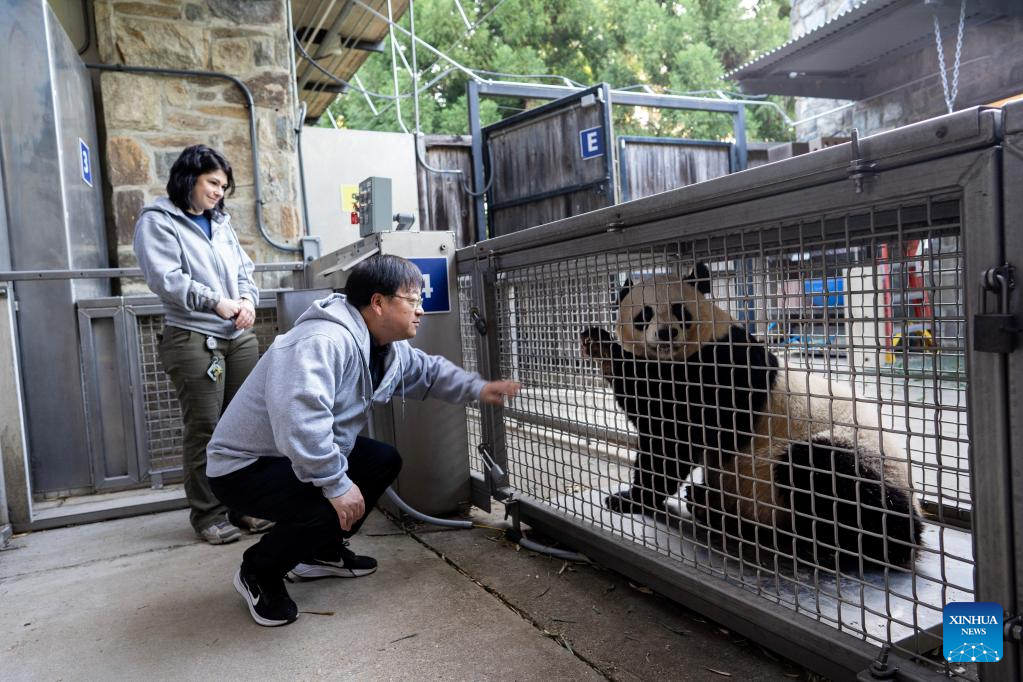 Giant pandas at U.S. Smithsonian's National Zoo all healthy, Chinese, U ...